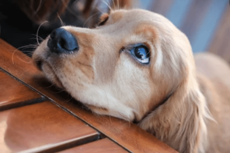 Get in touch – Leaps & Bounds Dogs